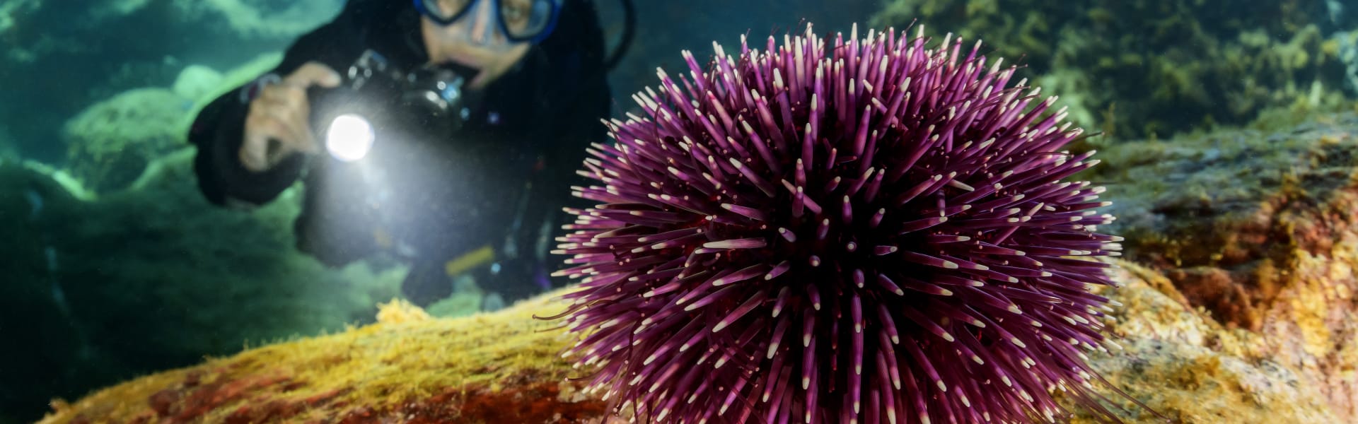 Diving Megale Hellas